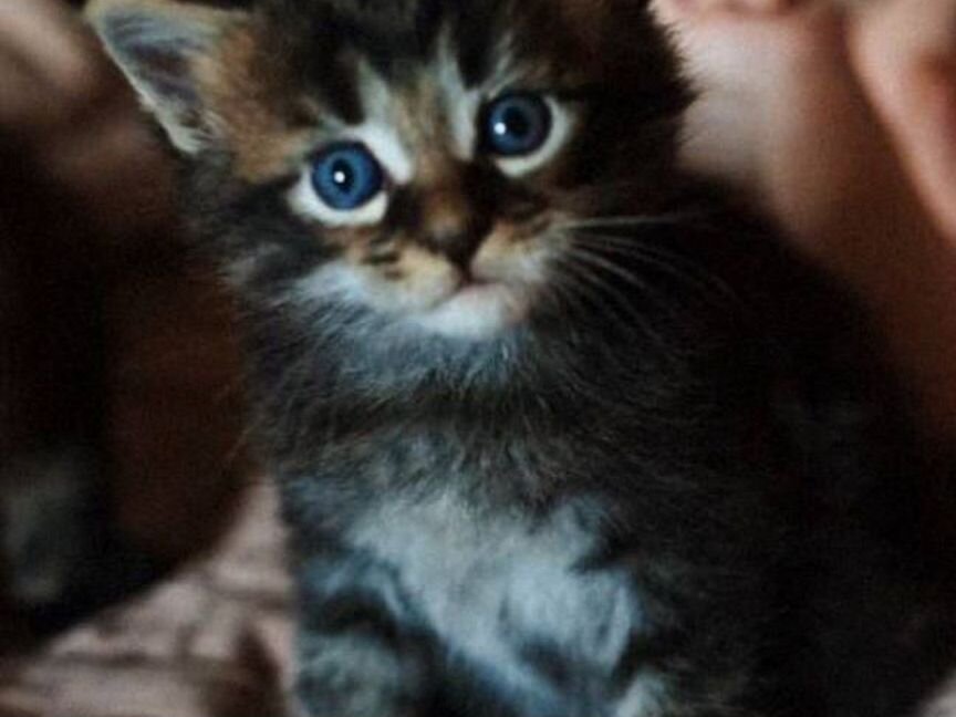 Котенок мэйнкун