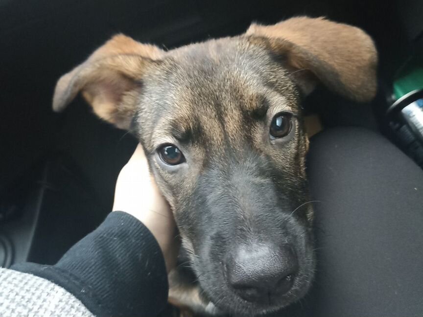 Нашли щенка на Ленинском дом 114, Ищем хозяев