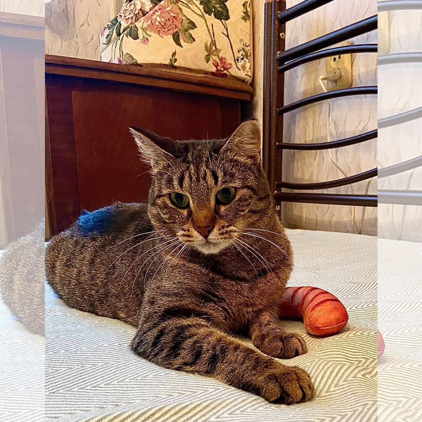 Кошечка нежная