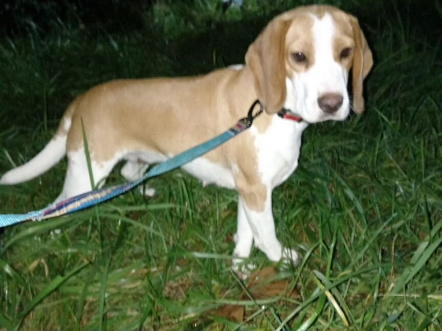 Собака в добрые руки маленькая порода