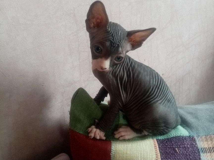 Канадский сфинкс котенок