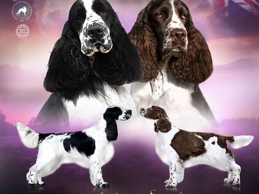 Спрингер спаниель