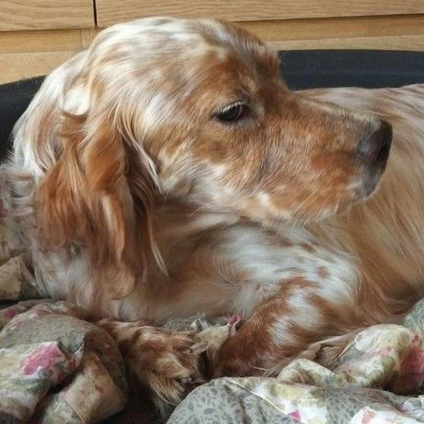 Отдам собаку