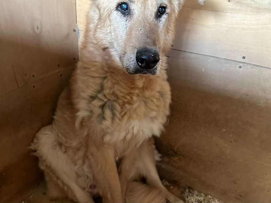 Собаки в дар бесплатно