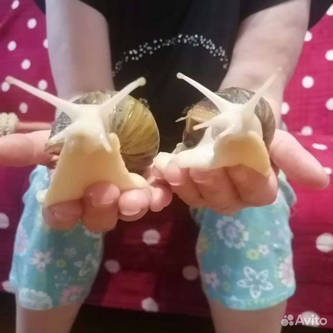 Улитки ахатины большие