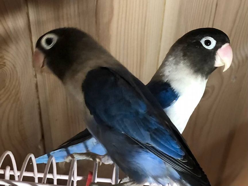 Масковые неразлучники. Пара