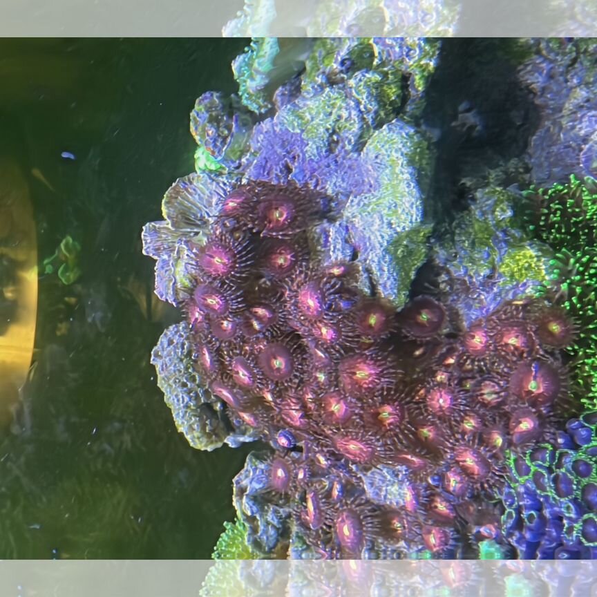 Мягкие кораллы для морского аквариума