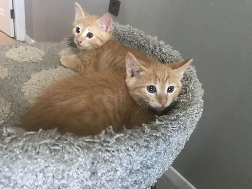 Котята 2 мес