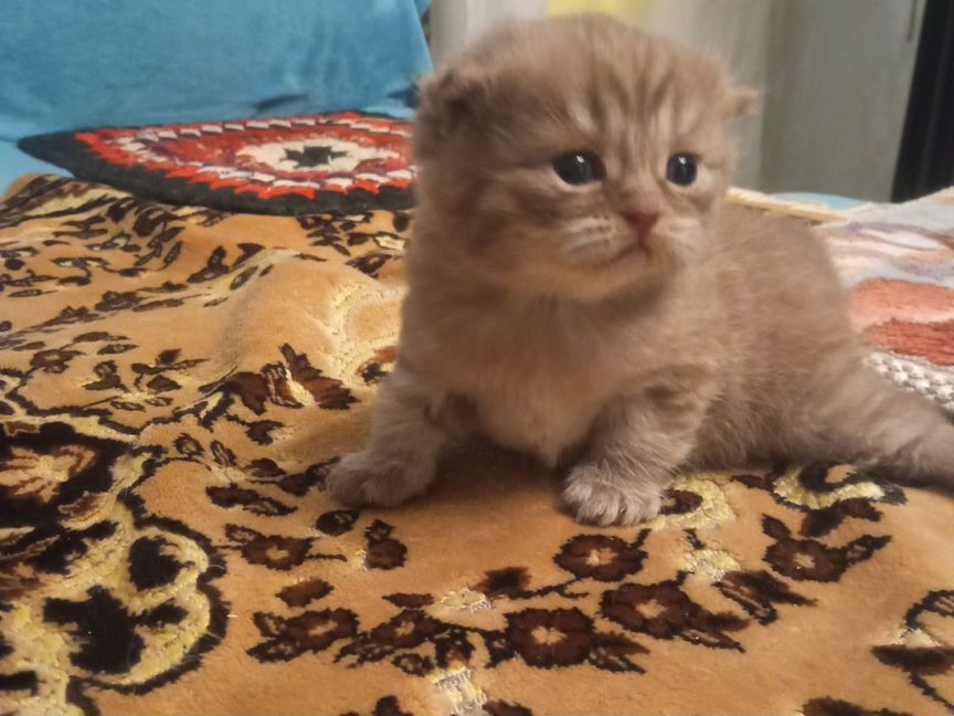 Шотландская вислоухая