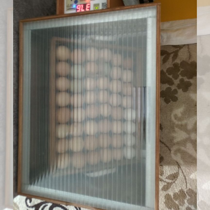 Инкубатор блиц 48