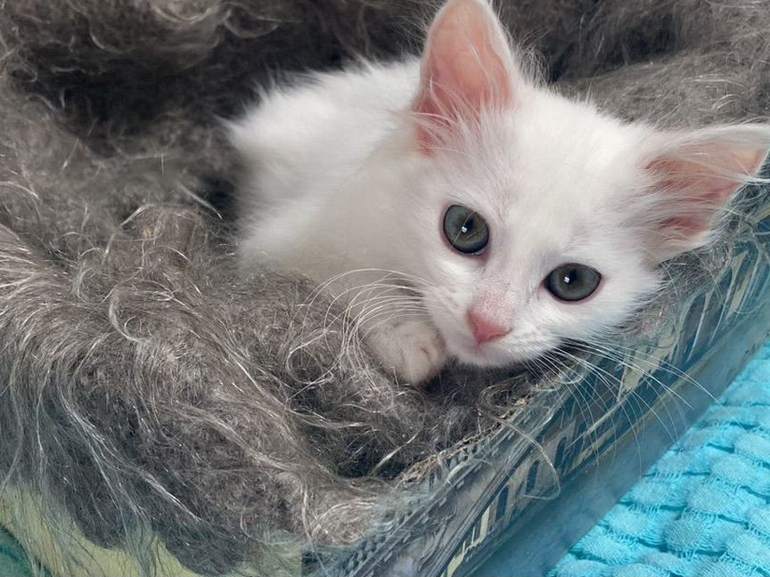 Котенок в добрые руки