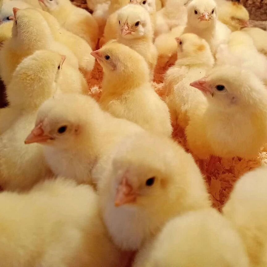 Цыплята бройлеры кобб 500