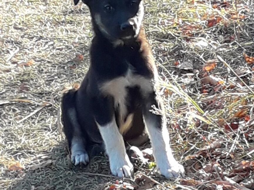 Собаки щенки бесплатно