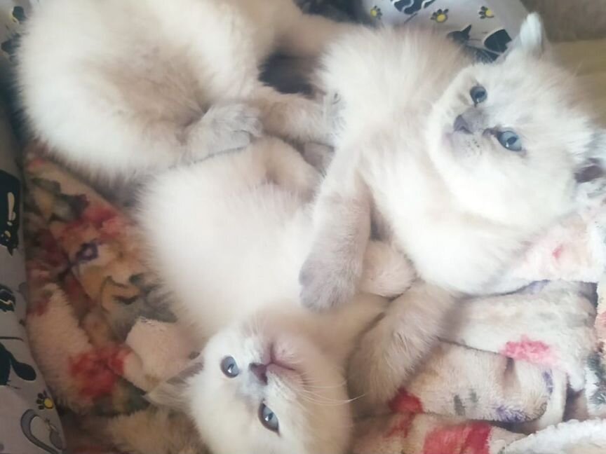 Шотландские котята