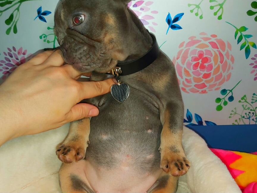 Французский бульдог девочка щенок