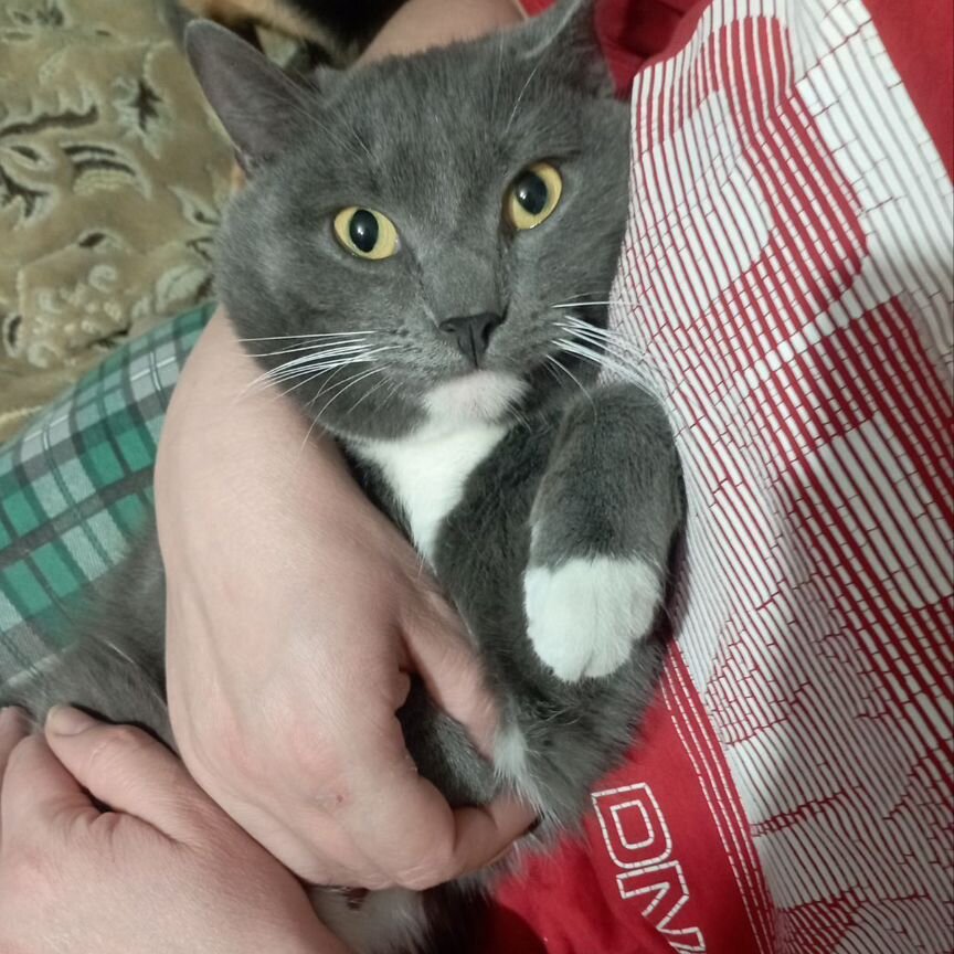 Взрослый кот в добрые руки