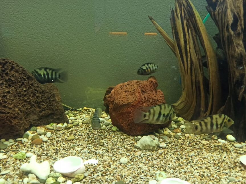 Чернополосики