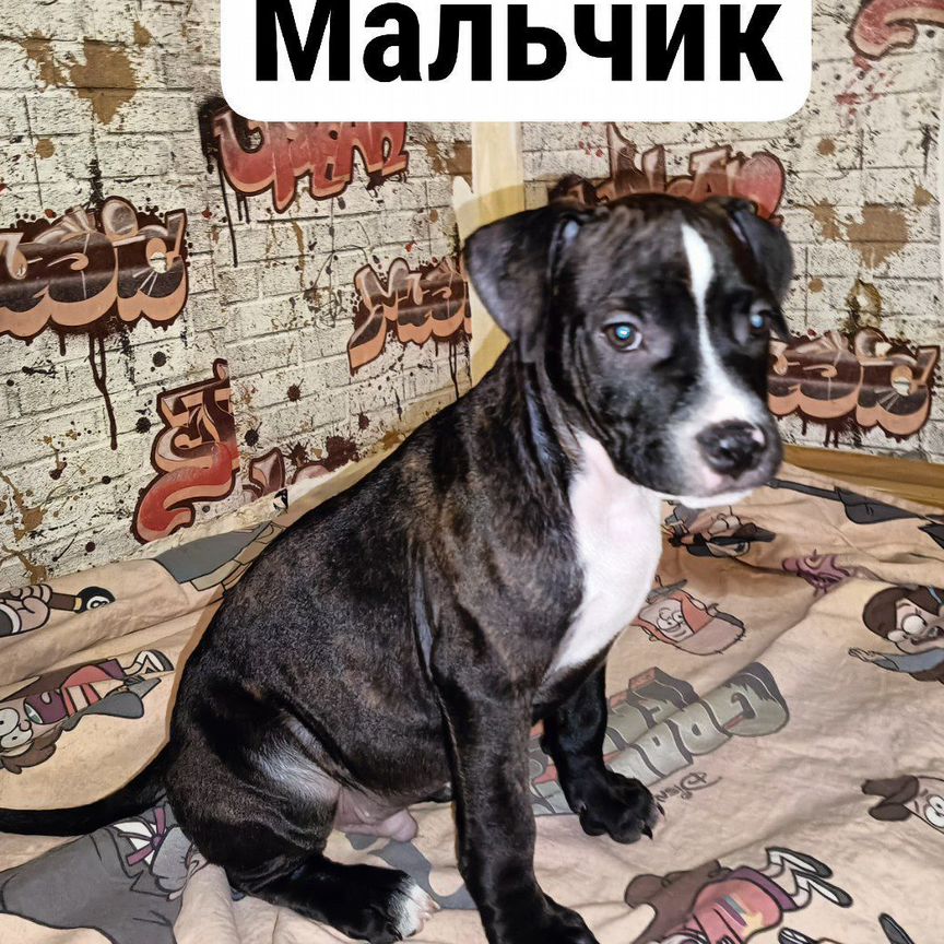 Щенок Амстаффа мальчик