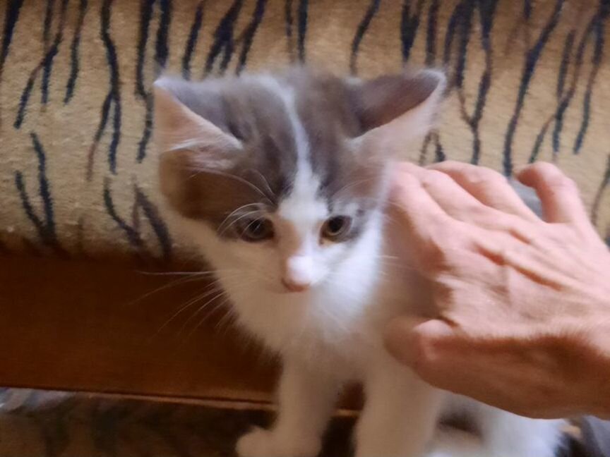 Котята пушистики