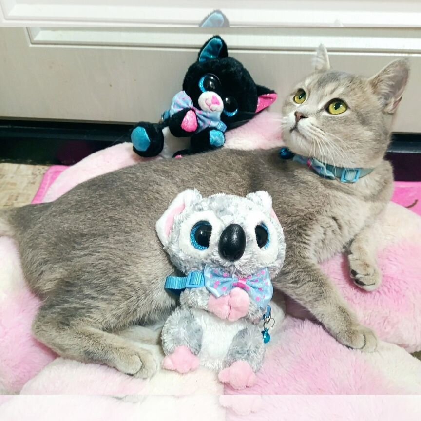 Кошка в добрые руки