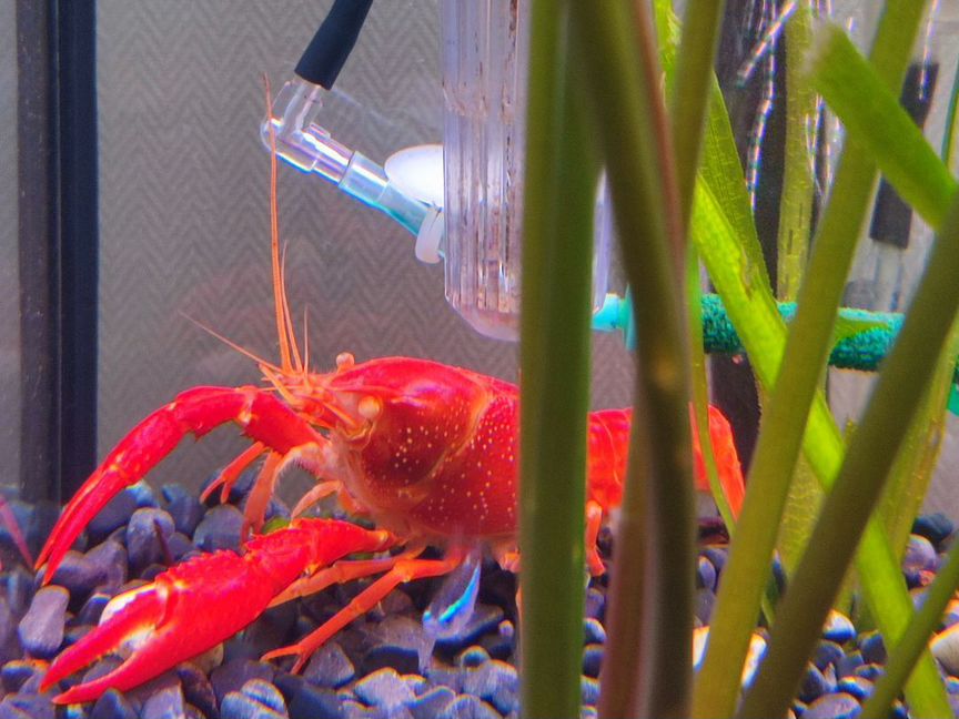 Мексиканский рак