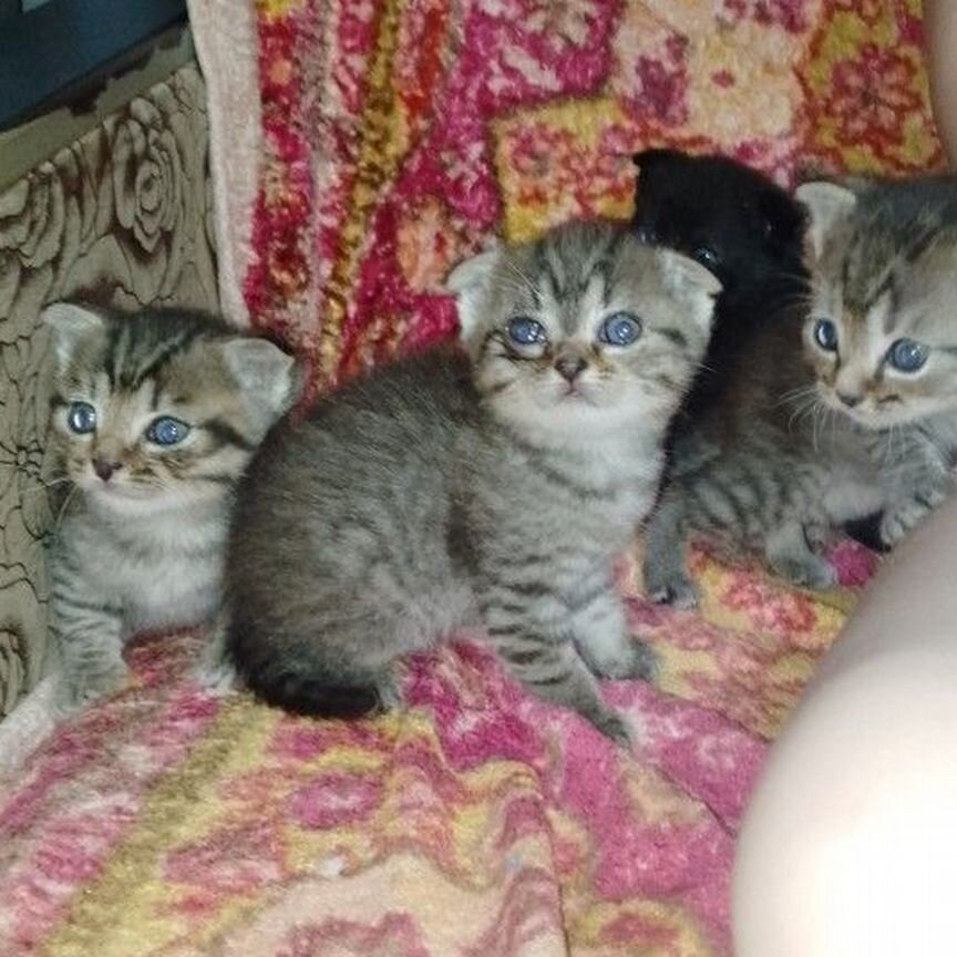Котята вислоухие метисы