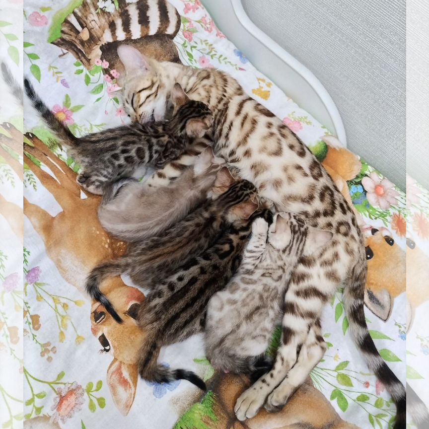 Бенгальская