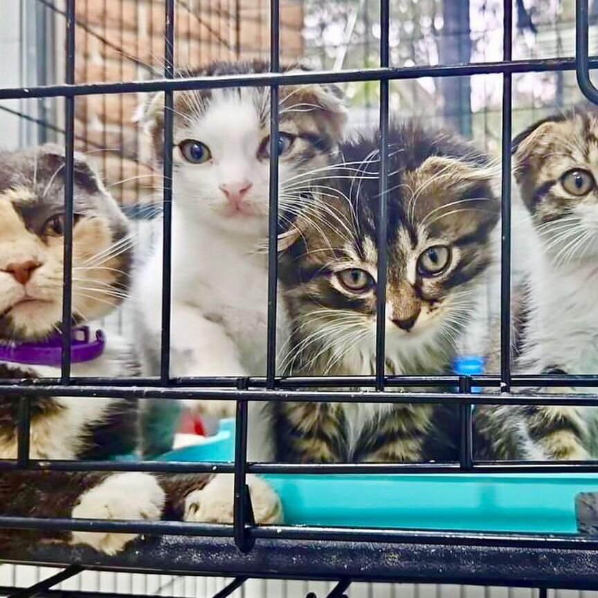 Котята эвакуированные вислоухие и прямоухие в дар