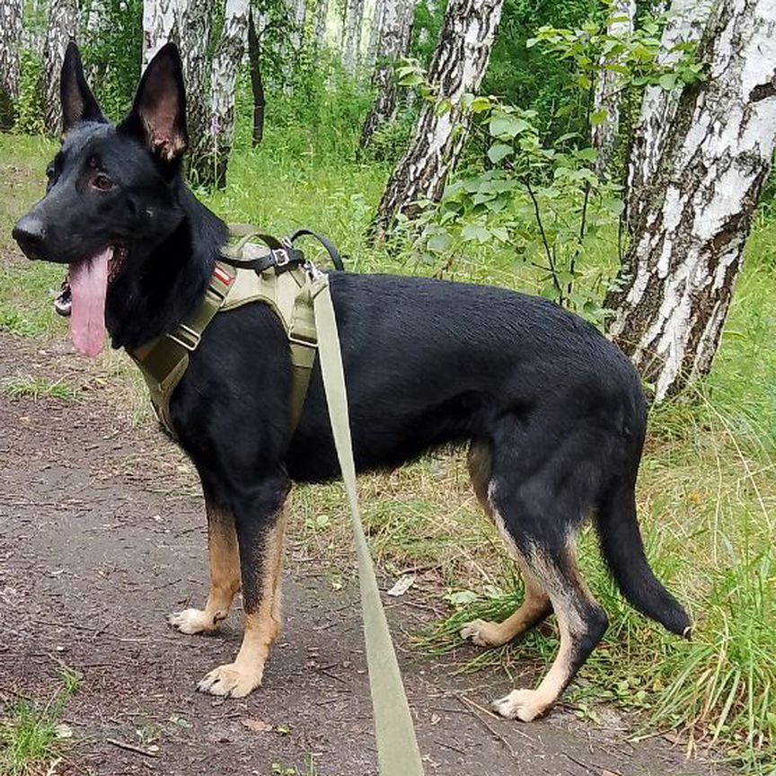 Немецкая овчарка, взрослая собака