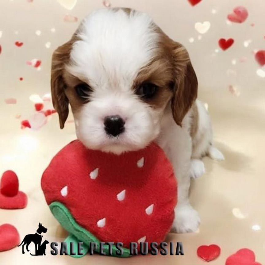 Щенки Кавалер Кинг Чарльз спаниель