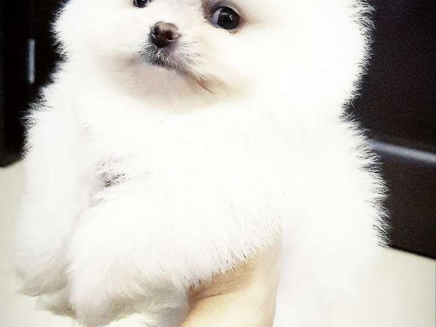 Белый померанский шпиц микро мальчик