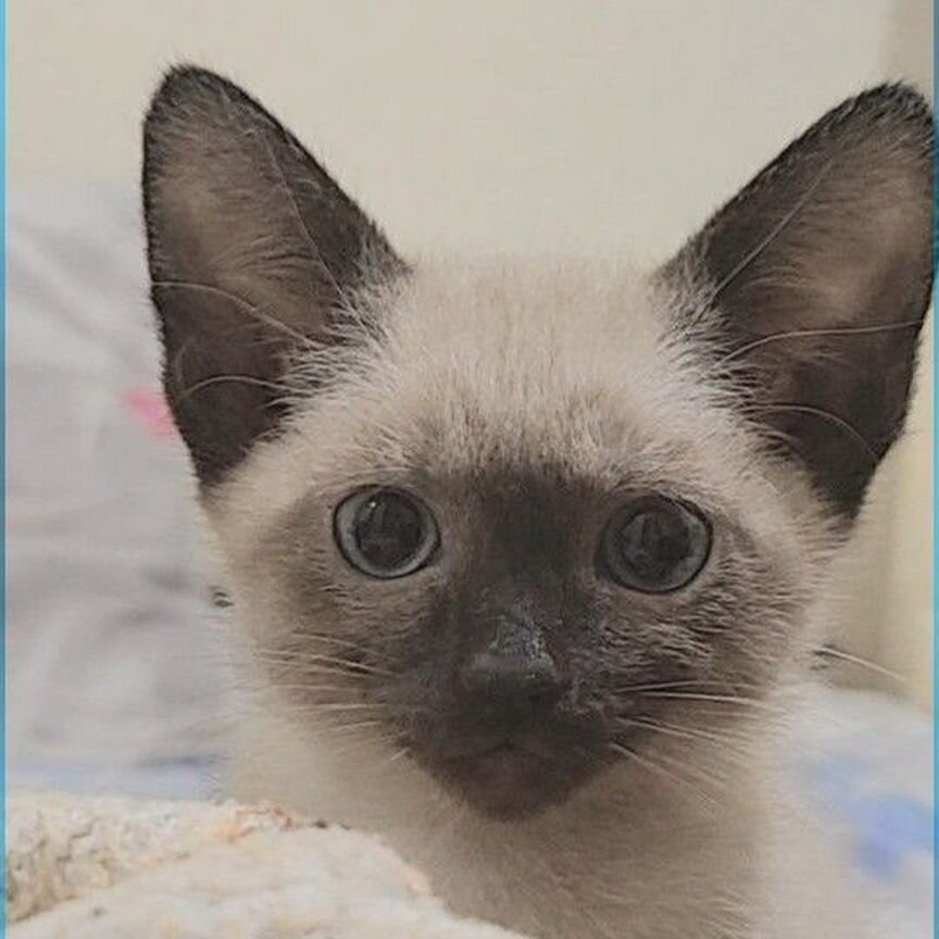 Тайские котята