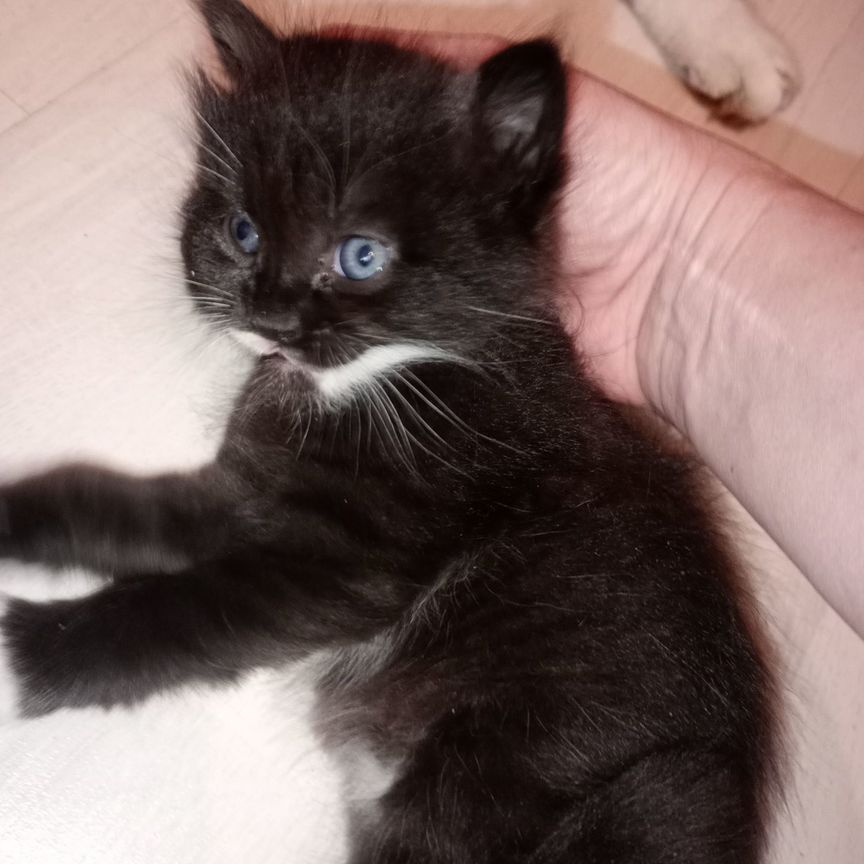 Котята отдам бесплатно