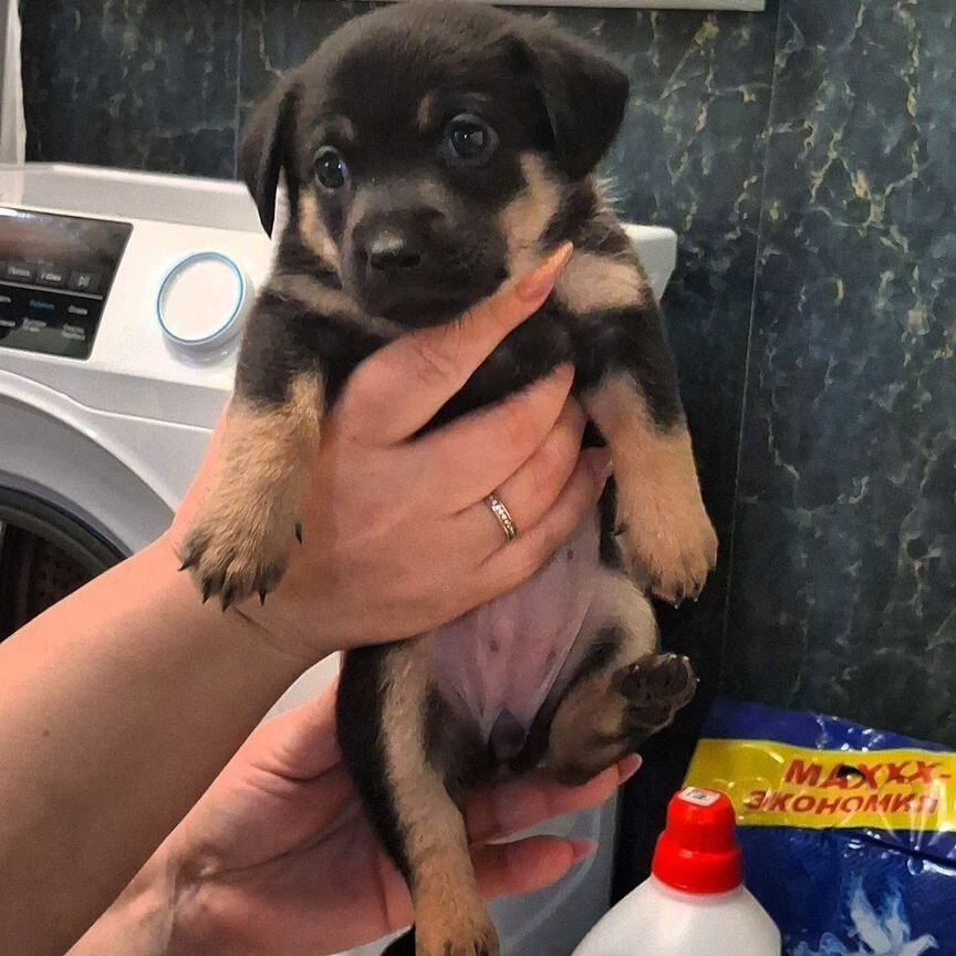 Щенок в добрые руки