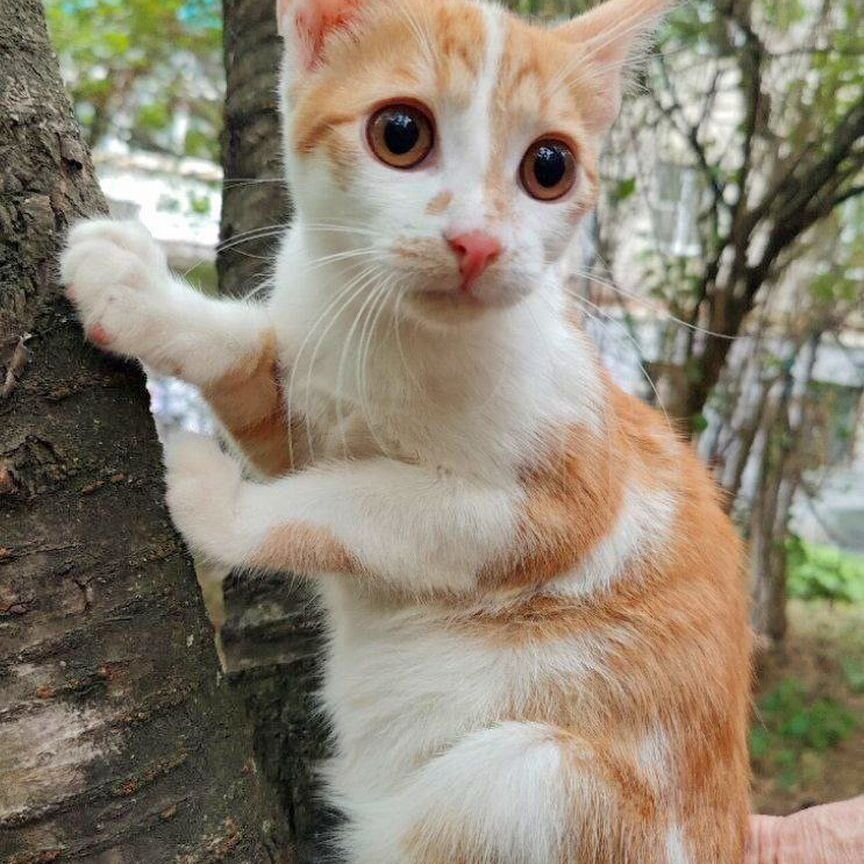 Котенок Лимончик в добрые руки
