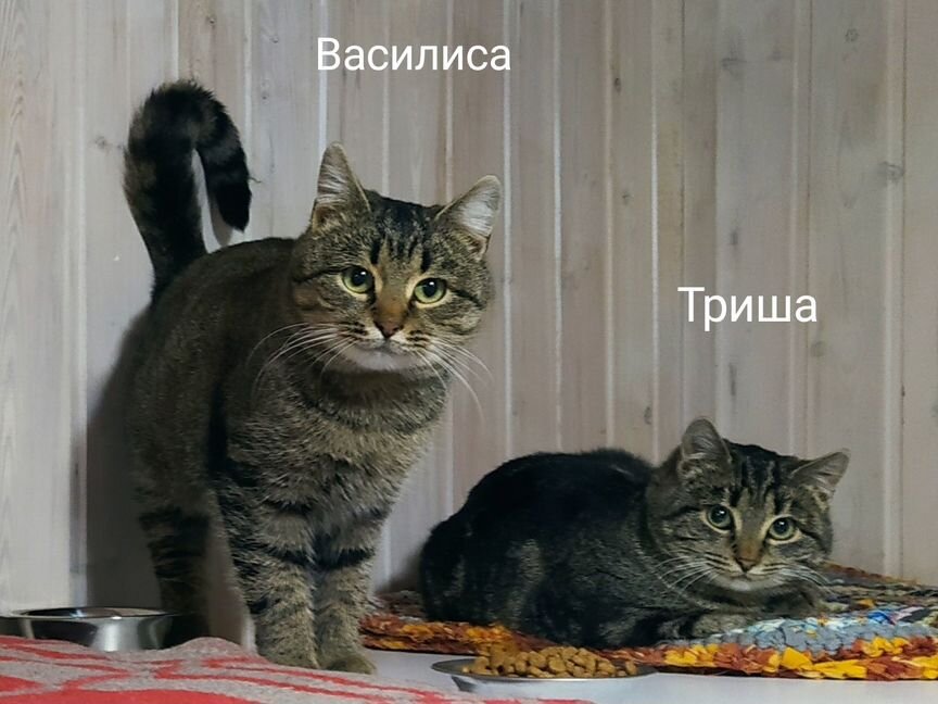 Две ласковые сестрички хотят домой