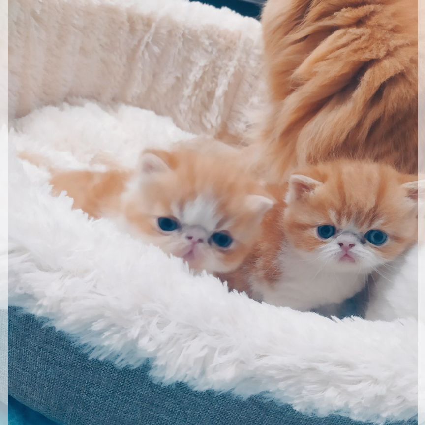 Котята персидские экстремалы