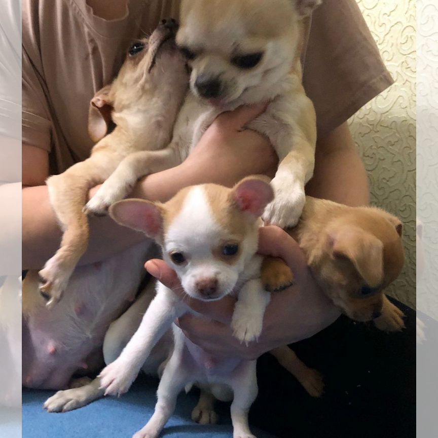 Щенки чихуахуа