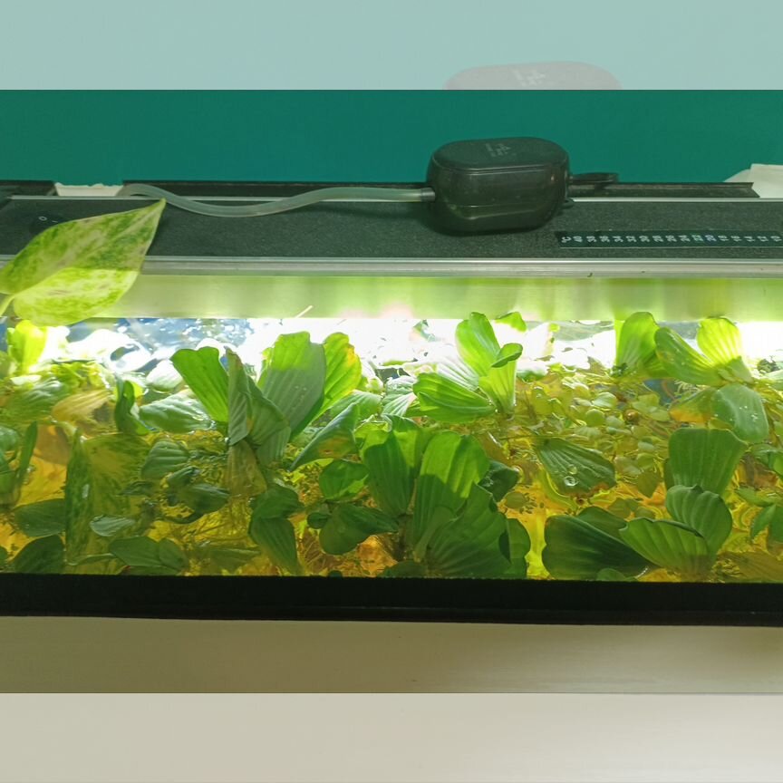 Пистии аквариумные