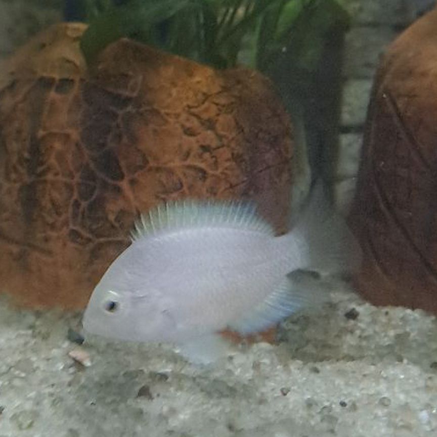 Сапфировый попугай и цихлозома фламинго