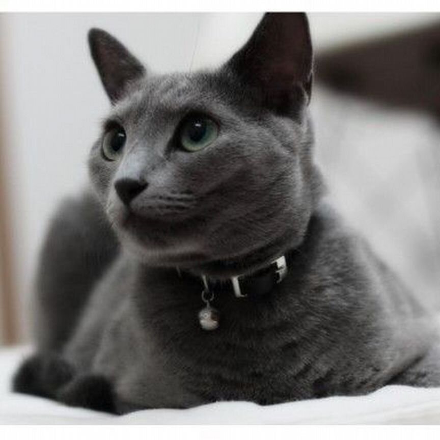 Русский голубой кот