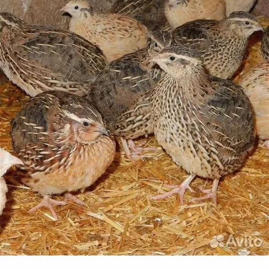 Японский перепел