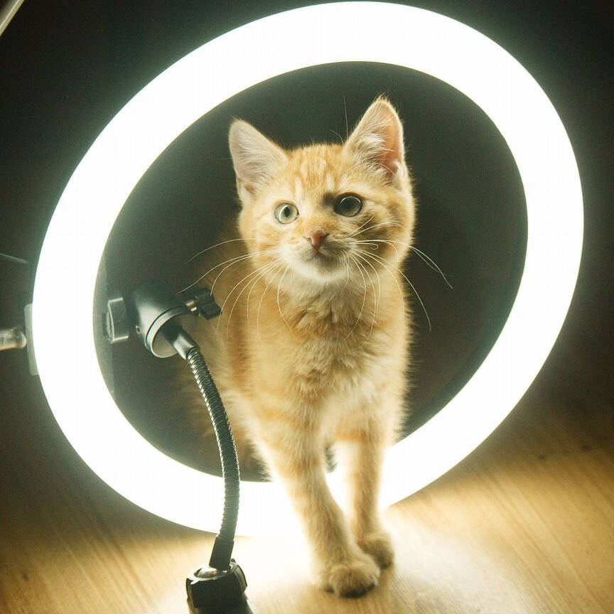 Рыжий котёнок