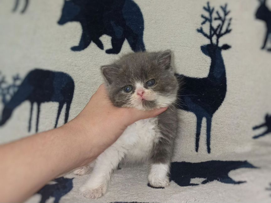 Британская кошка