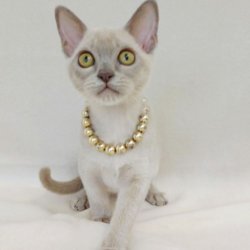 Бурманские котята