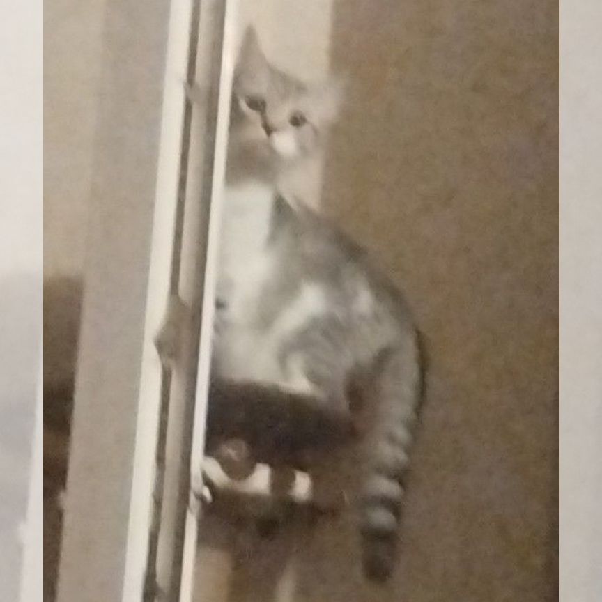 Котята в добрые руки бесплатно