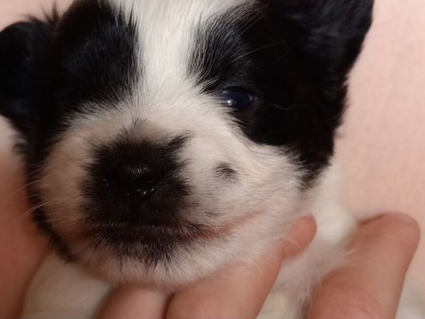 Щенок в добрые руки бесплатно