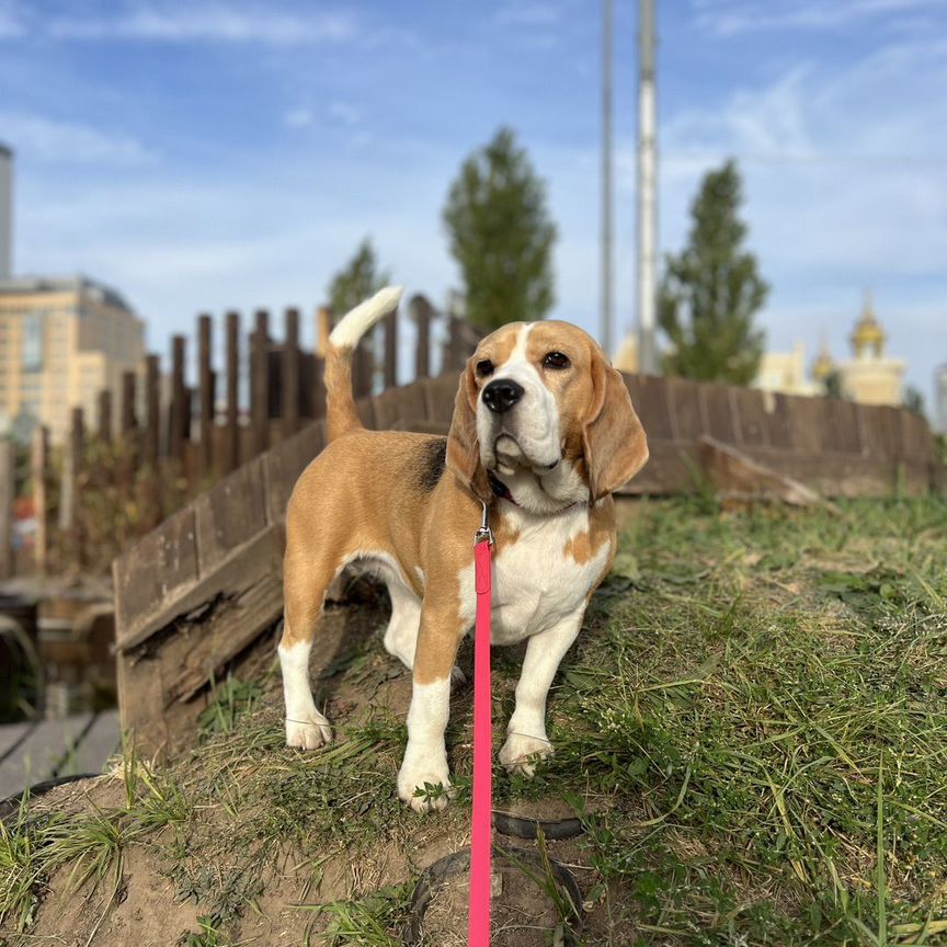 Отдам собаку в добрые руки