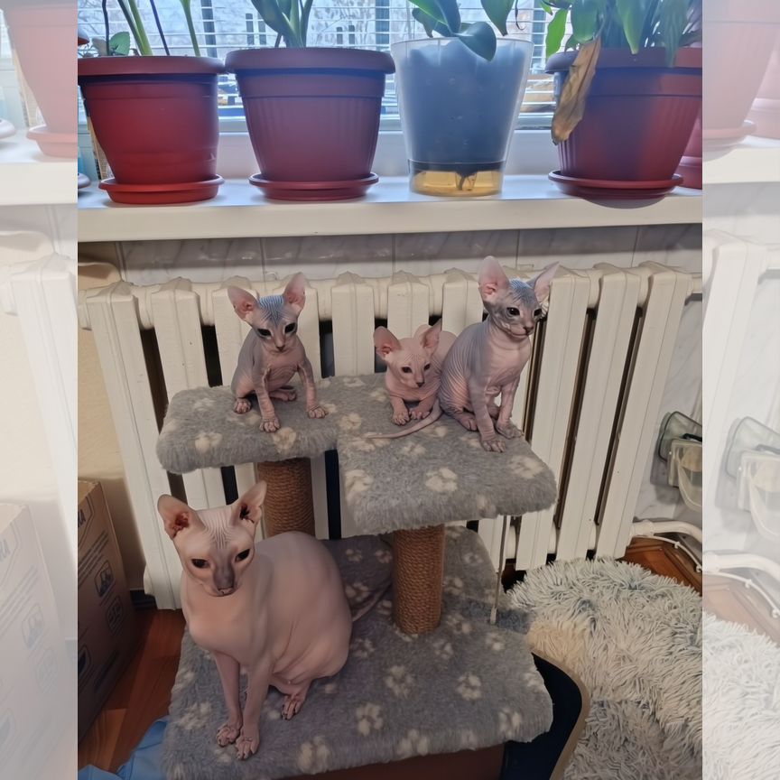 Канадский сфинкс котёнок