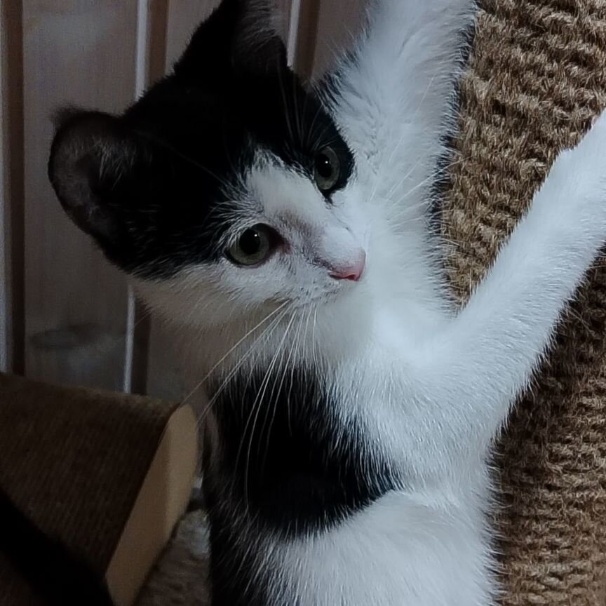 Лула ищет дом